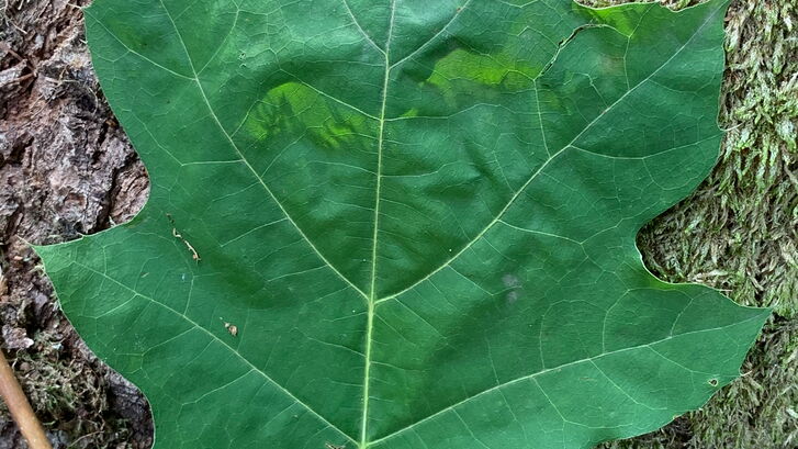 Roteiche - Naturpark Hirschwald