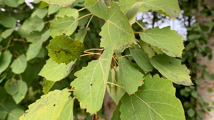 Espe, Aspe, Zitterpappel - Naturpark Hirschwald