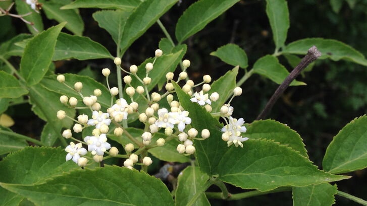 Holunder, Schwarzer - Naturpark Hirschwald