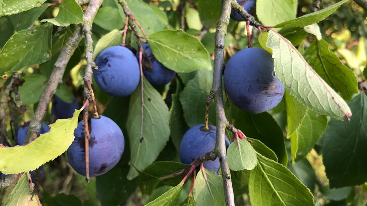 Zwetschge - Naturpark Hirschwald