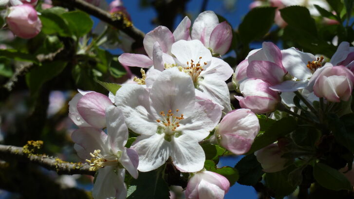 Apfelbaum - Naturpark Hirschwald