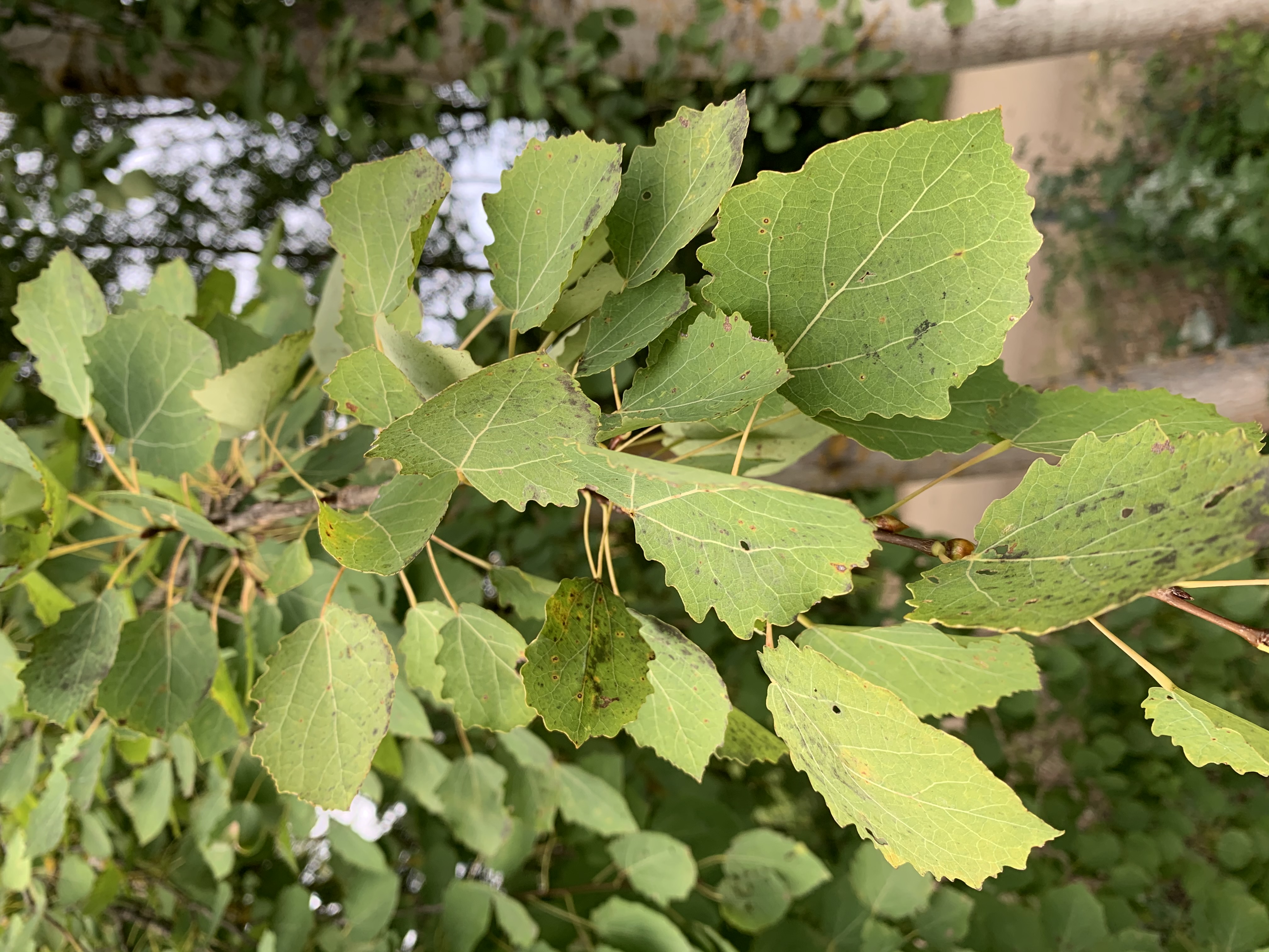 Espe, Aspe, Zitterpappel - Naturpark Hirschwald